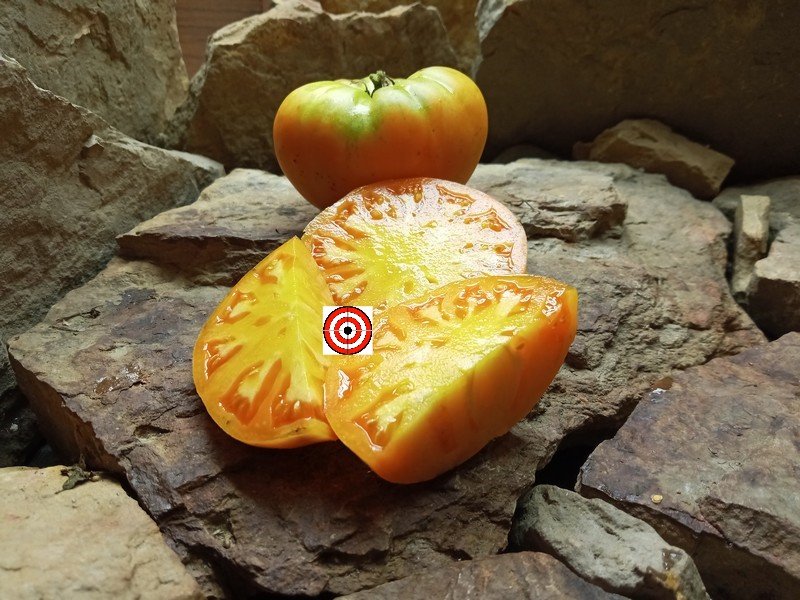 Orange Crush Tomato-Bounty Hunter Seeds-Randy Sine Tomatoes