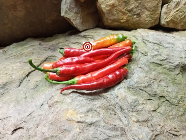 Ring of Fire Pepper-Bounty Hunter Seeds-Rare Heirloom Seeds
