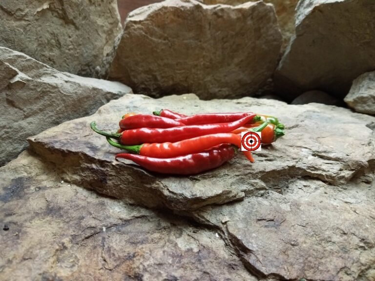 Ring of Fire Pepper-Bounty Hunter Seeds-Rare Heirloom Seeds