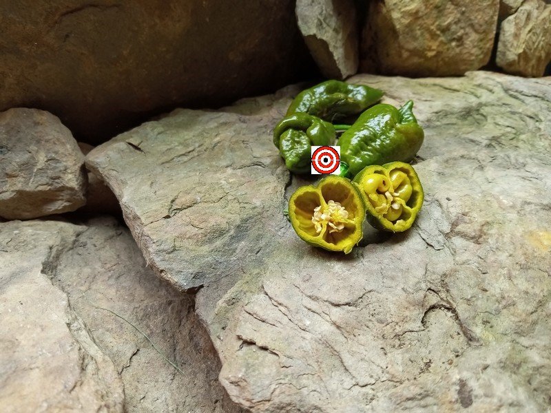 Jigsaw Gator Pepper-Bounty Hunter Seeds-Rare Pepper Seeds