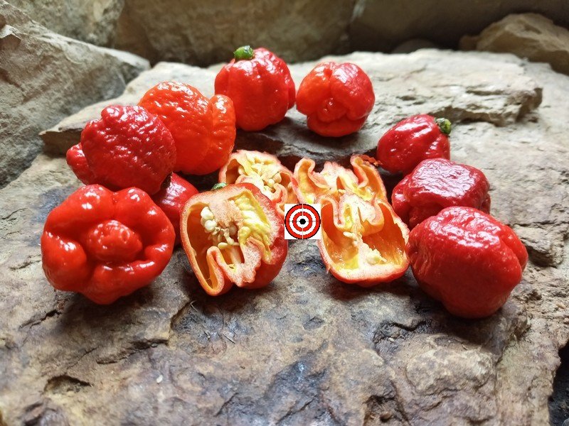 Trinidad Scorpion Butch T Pepper-Bounty Hunter Seeds-Heirlooms