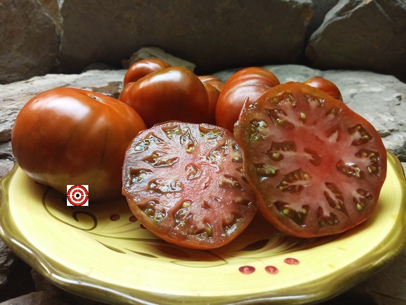 5 Best Market Beefsteak Tomatoes - 2022 by Bounty Hunter Seeds