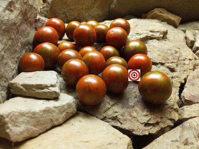 Heirloom Tomato Pictures 7 by Bounty Hunter Seeds
